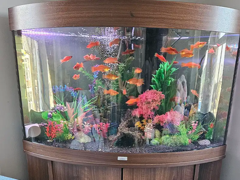 Aquarium Rental Norfolk & Suffolk - For Care Homes, Offices etc.